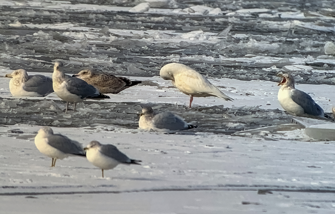 Glaucous Gull - Beacon Waterfront - Ralph T. Waterman Bird Club Ralph T ...